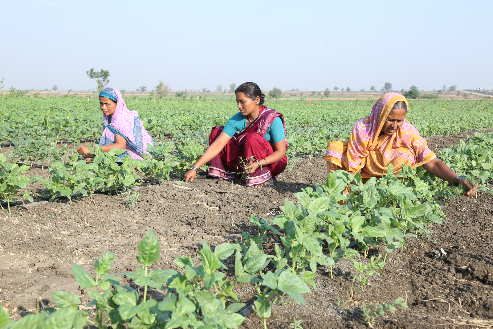 Community irrigation & rural development projects | Agriculture ...