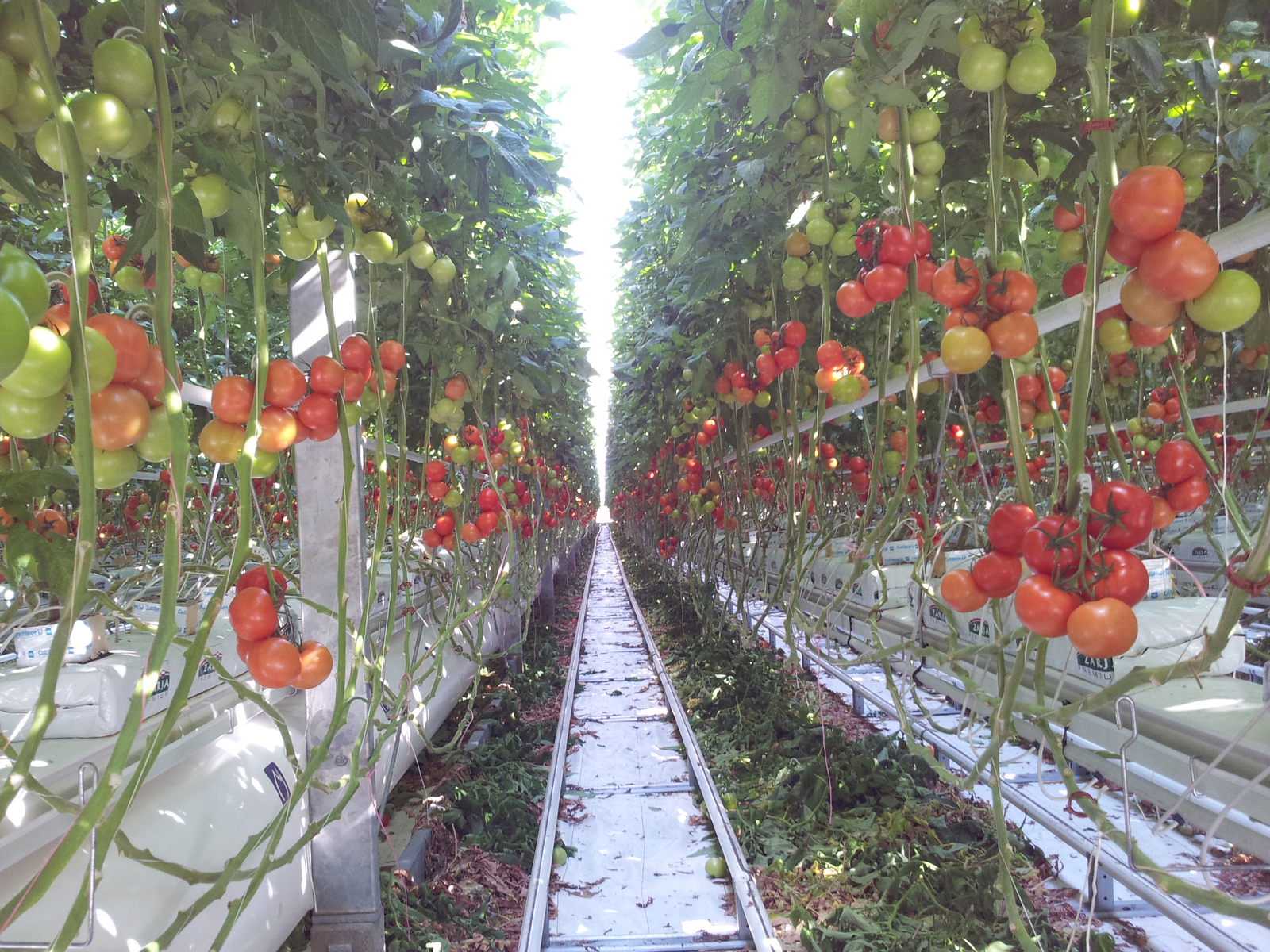 Protected Cultivation And Crop Care | Protected Cultivation For Crops