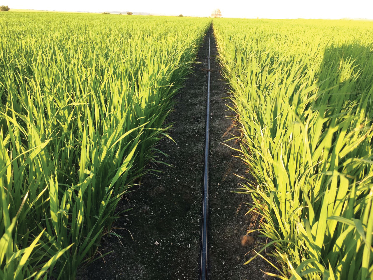 Rice Cultivation Made Easy with Drip Irrigation | Netafim India