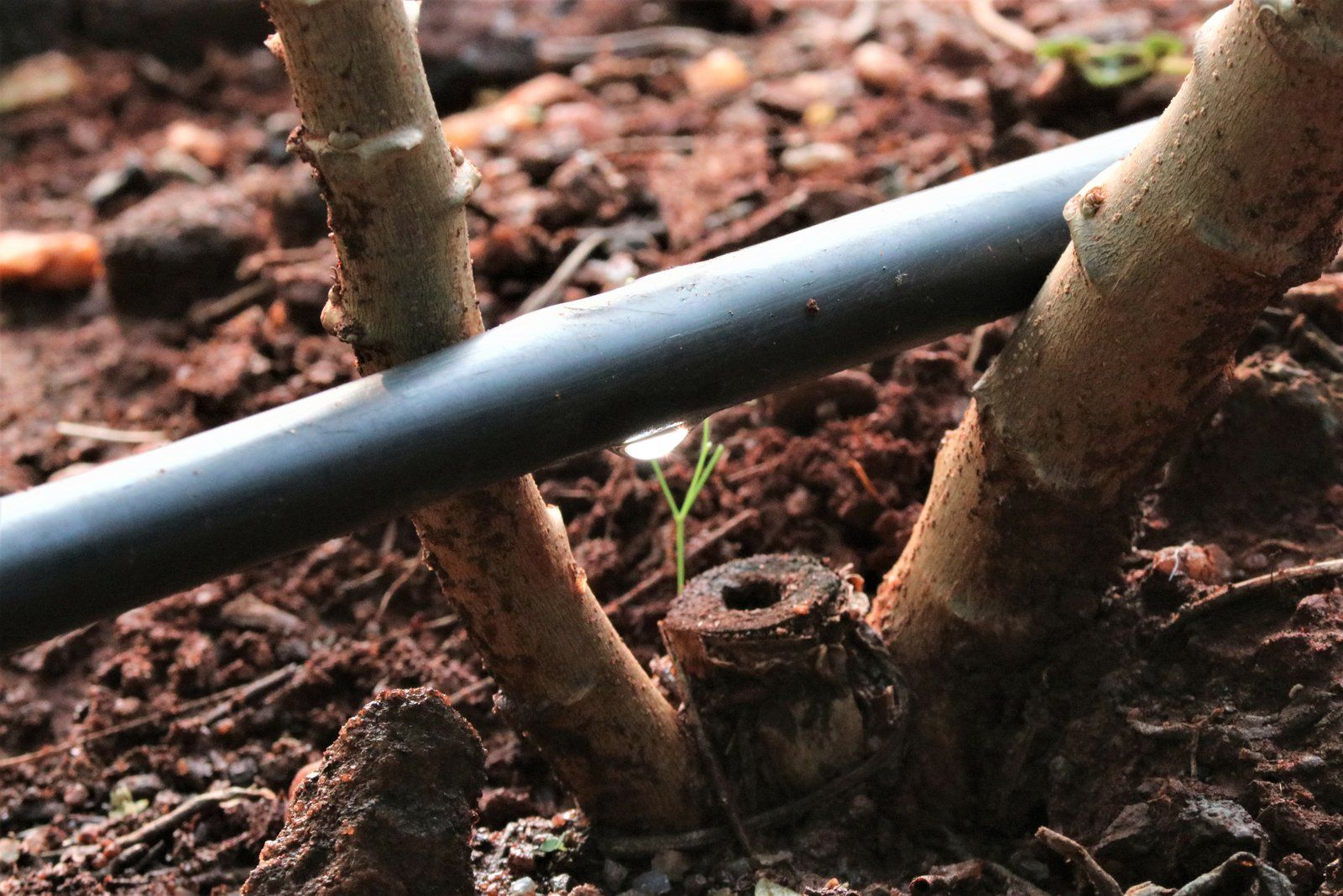 Drip Irrigation: Best Drip Irrigation System & Techniques | Drip ...