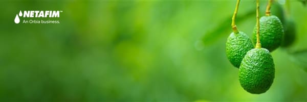Netafim India’s Avocado Farming Irrigation Systems