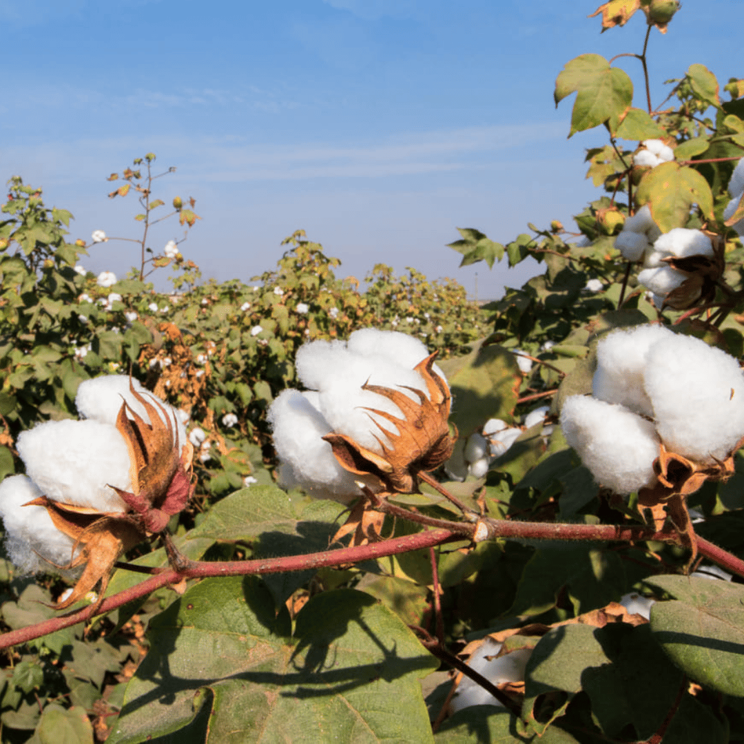 How Drip Irrigation Benefits Indian Farmers | Netafim India