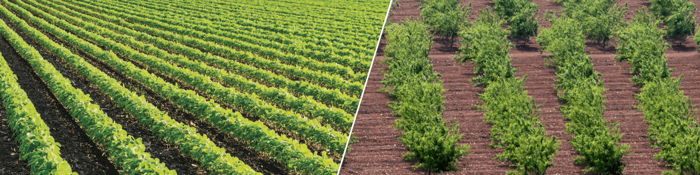 Precision Irrigation Systems for Optimal Crop Management | Netafim India