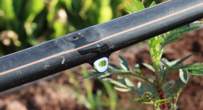 Pomegranate Cultivation- Drip Irrigation Tips | Netafim India