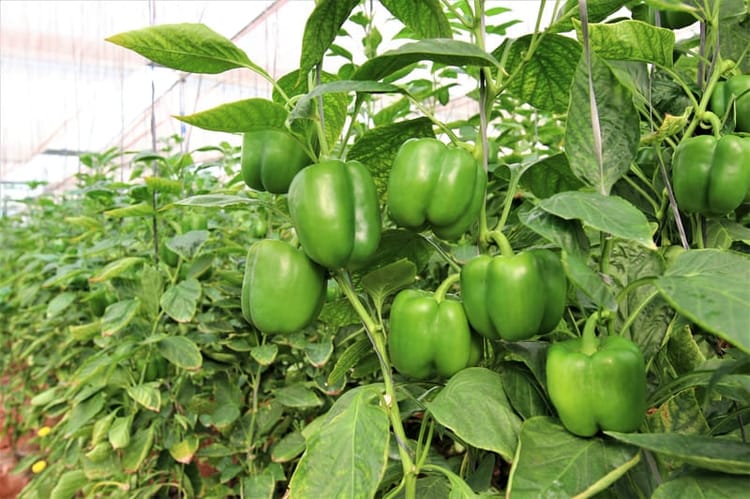 Sustainable Capsicum Cultivation with Precision Irrigation