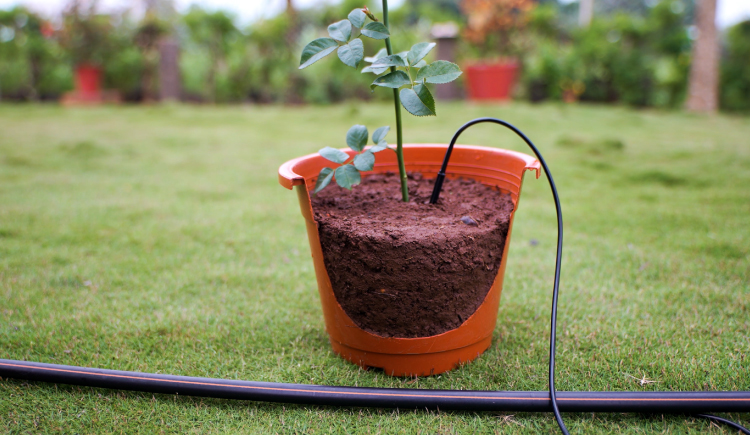 Drip Line Irrigation: Smart Watering for Gardens