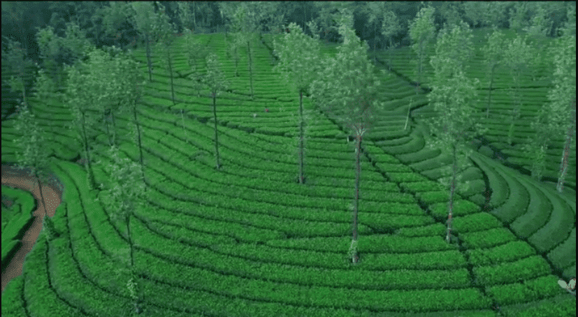 Precision irrigation for optimum growth and quality tea cultivation ...