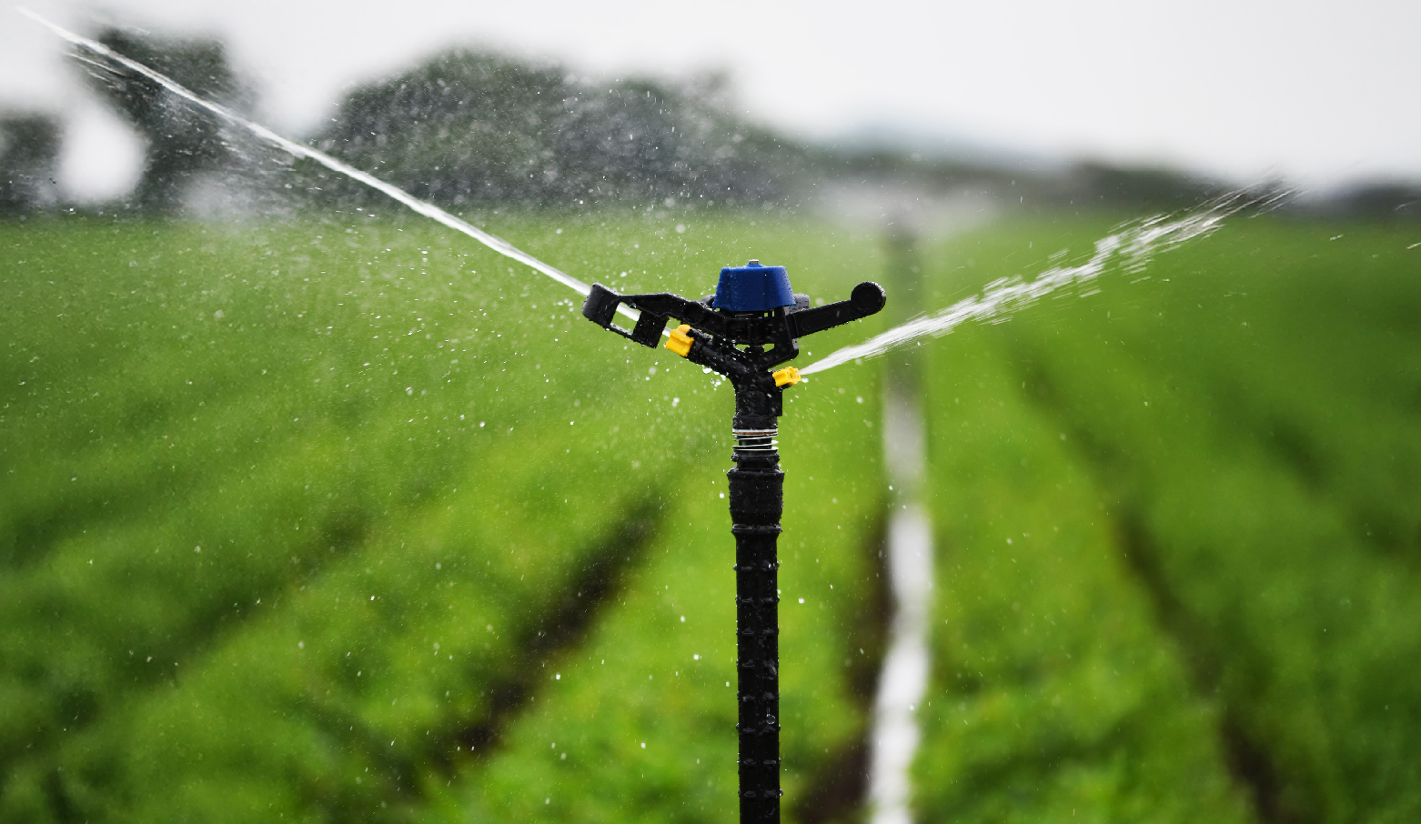 Sprinkler Irrigation: Future of Sustainable Farming