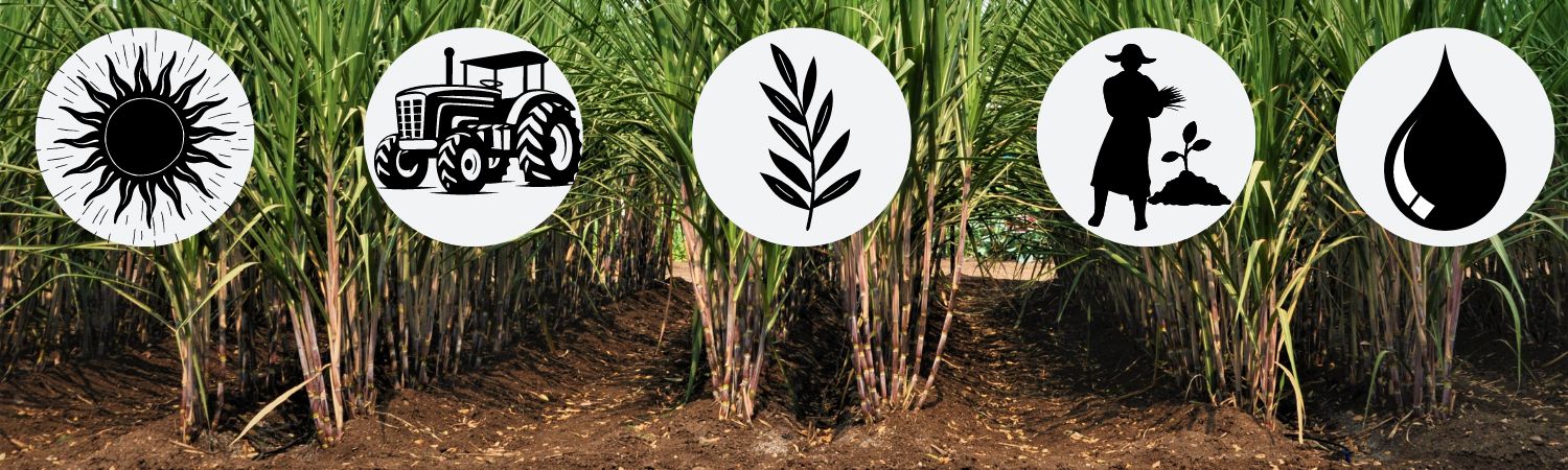 Modernising Agriculture: Upgrading Crop Cultivation With The Latest ...