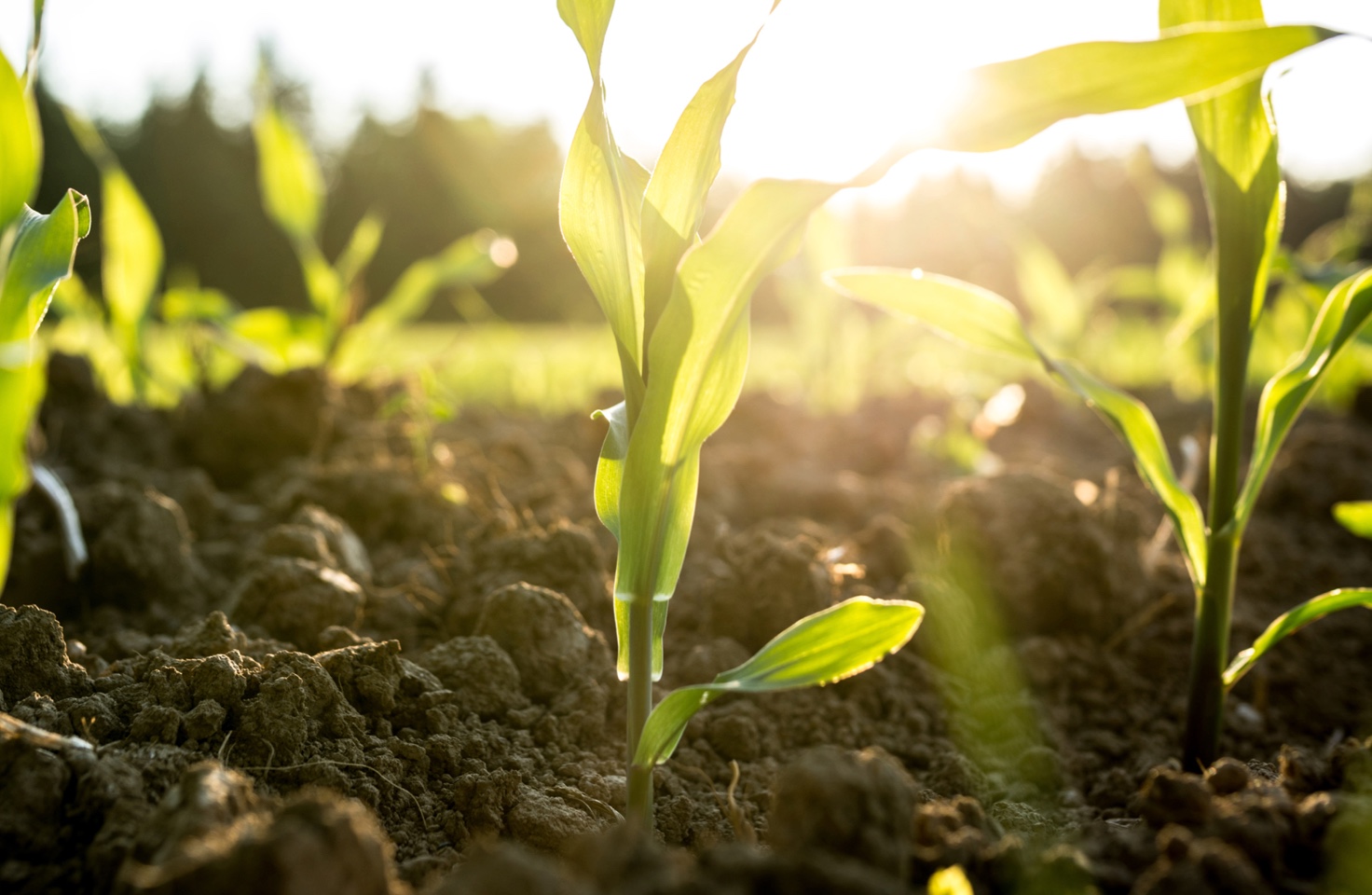 Row crops irrigation | Netafim