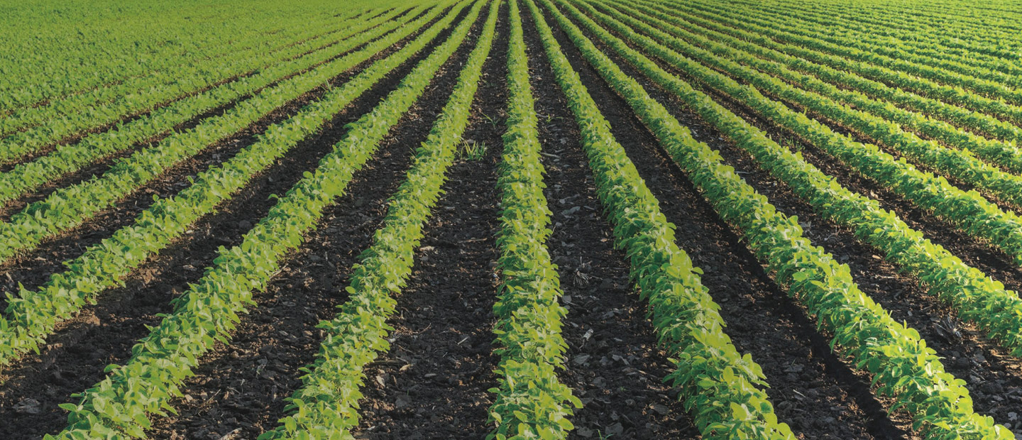 Row Crops Irrigation: Optimizing Crop Growth with Innovative Solutions ...